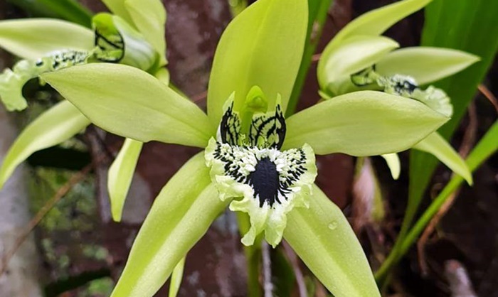 Keindahan Bunga Ini Membuatnya jadi Maskot Kalimantan Timur - Pranala.co