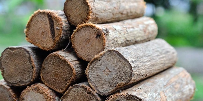 Manfaat Kayu Bajakah, Obat Tradisional Kalimantan Diklaim Penyembuh ...