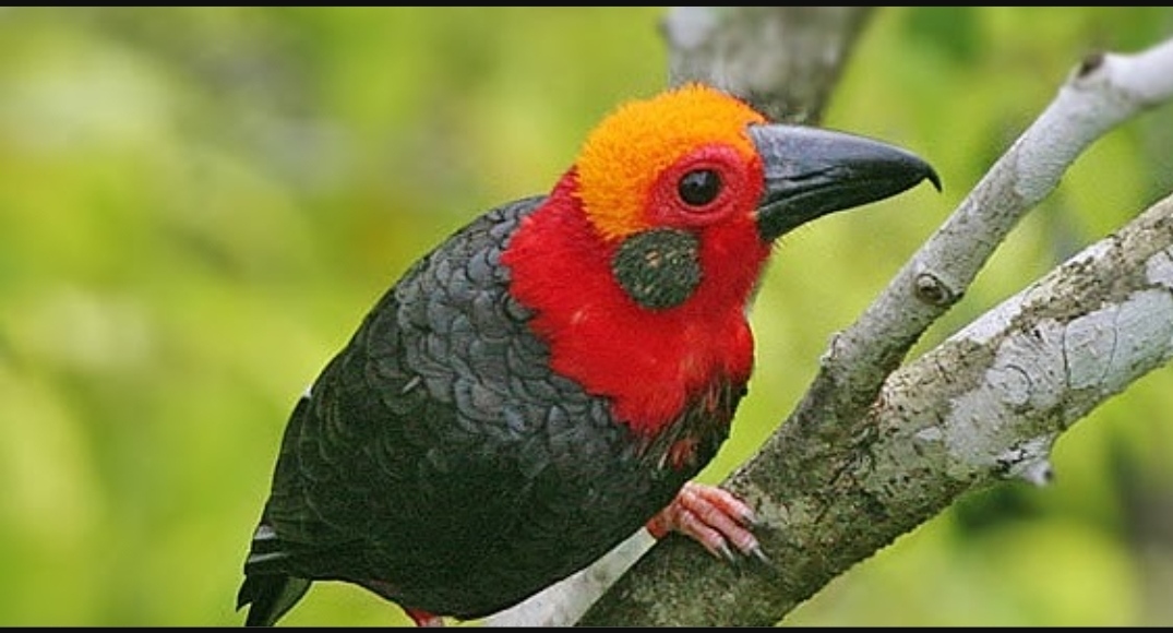 Tiong Batu Kalimantan, Burung Endemik dengan Suara Mirip Klakson ...