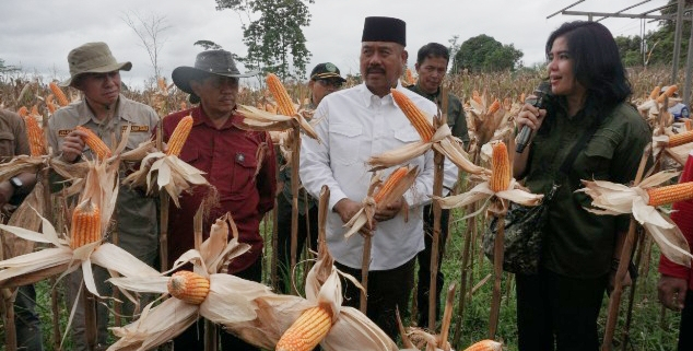 Panen Perdana di Demplot Jagung Desa Kota Bangun II, Bupati Kukar ...